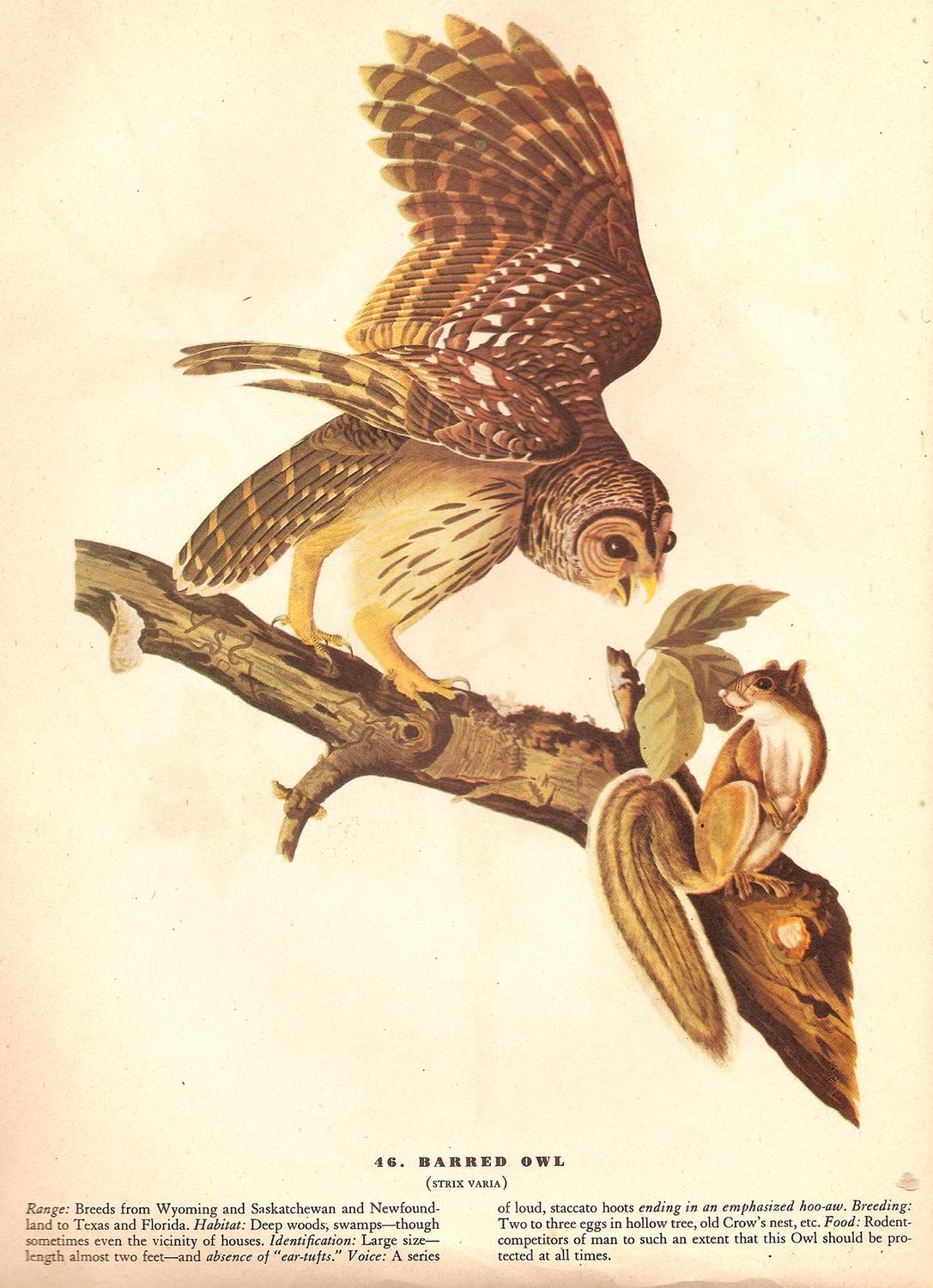The Birds of America - John James Audubon Circa 1946