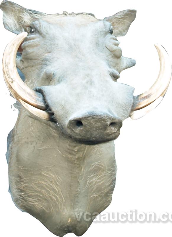 Wall Mount Stuffed Wild Boar Head