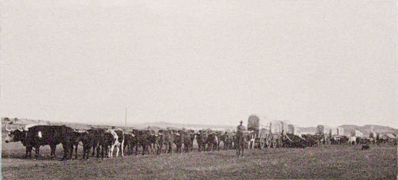 Photograph of wagon train with Murphy wagons, 1880’s ca. 3” x 6 ¼ ...