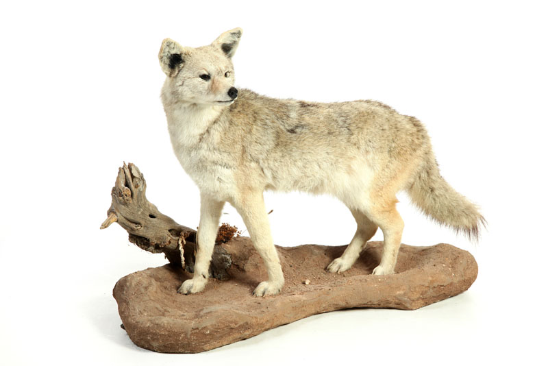 COYOTE FULL BODY TAXIDERMY MOUNT.