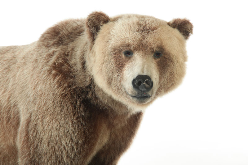 GRIZZLY BEAR FULL BODY TAXIDERMY MOUNT.