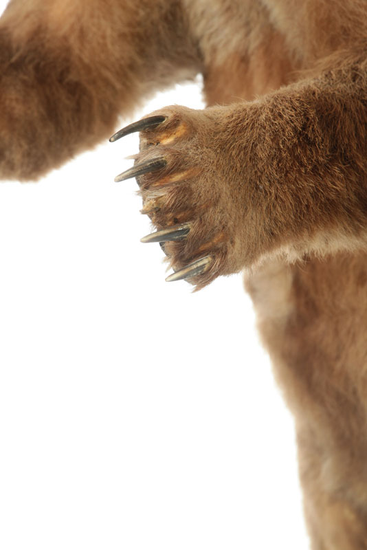 STANDING GRIZZLY BEAR FULL BODY TAXIDERMY MOUNT.