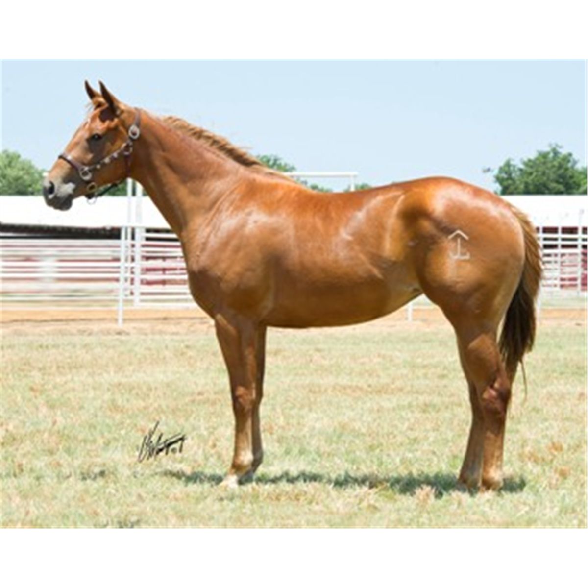 CASH IN FLAMES - 09 SO AQHA Mare