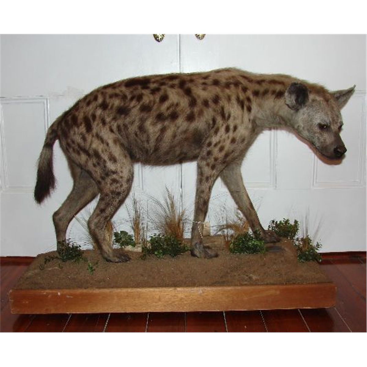 Hyena Mount