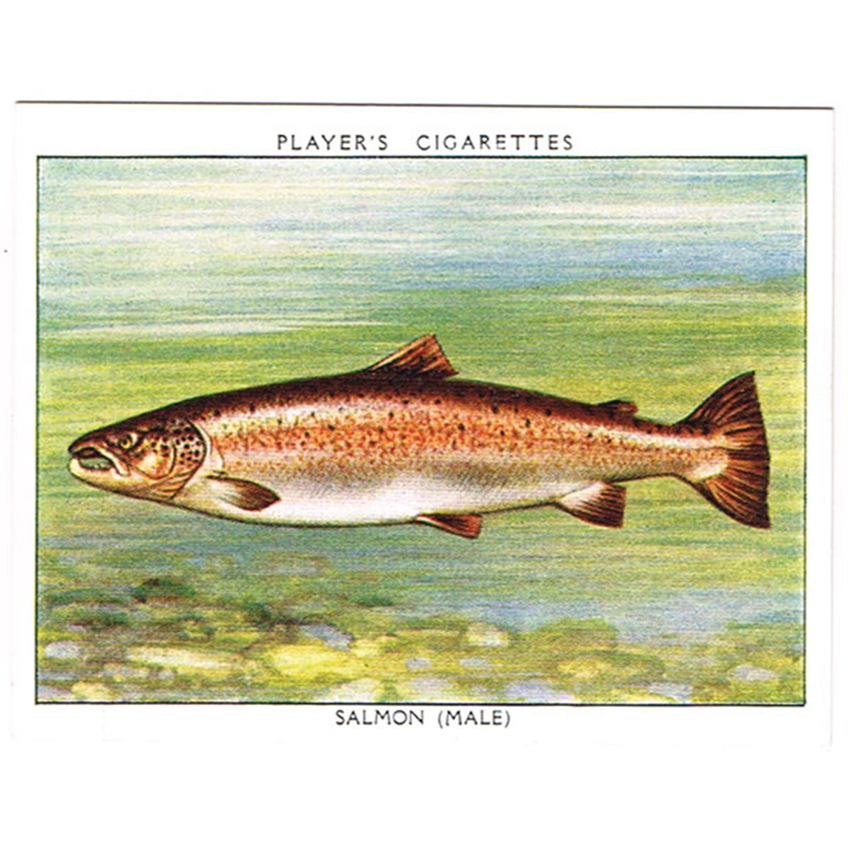 1935: Freshwater Fish series John Player and Sons cigarette cards
