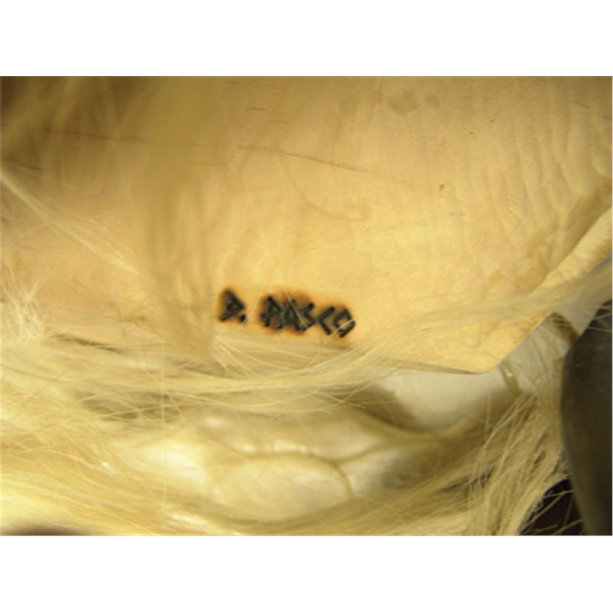 Bella Coola Mask - Duane Pasco