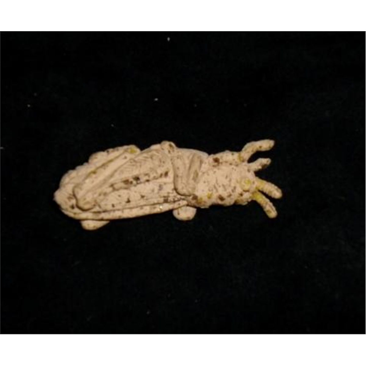 The Mummy (1999) Locust Prop