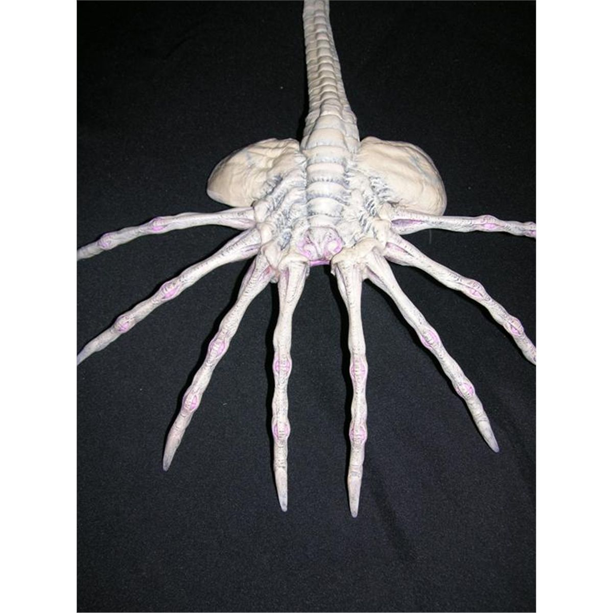 Alien Face Hugger