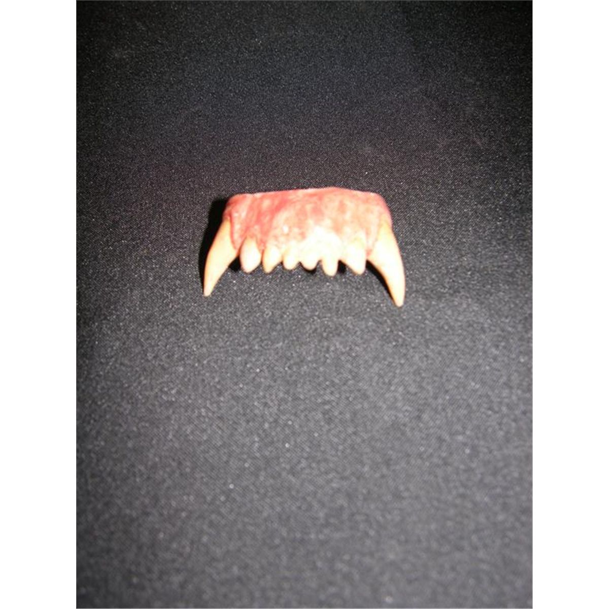 Fright Night Prototype Fangs