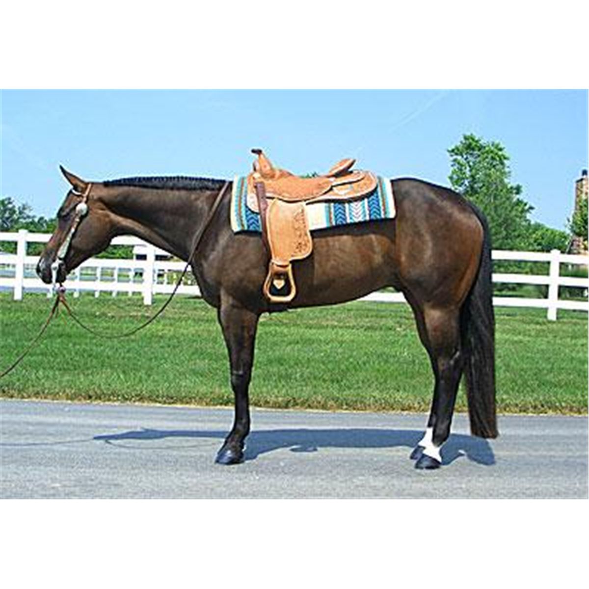 Chips Best Star - 06 Bay AQHA Gelding