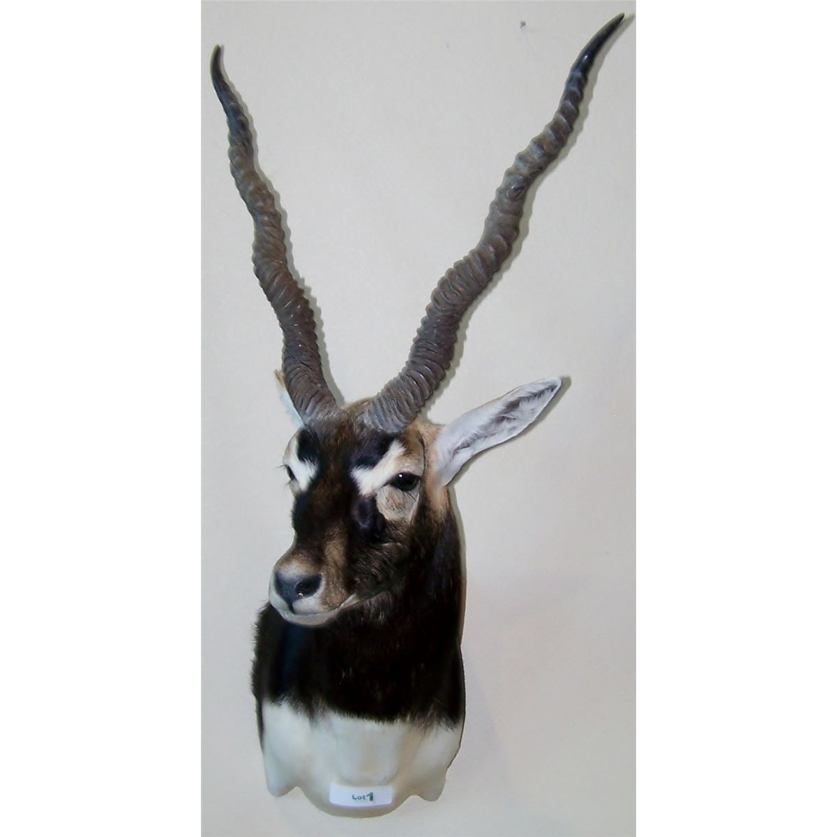 Black Buck Antelope Taxidermy Mount.