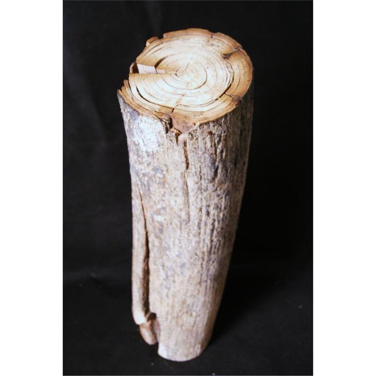 Pre historic "Mastodon" Petrified Ivory tusk