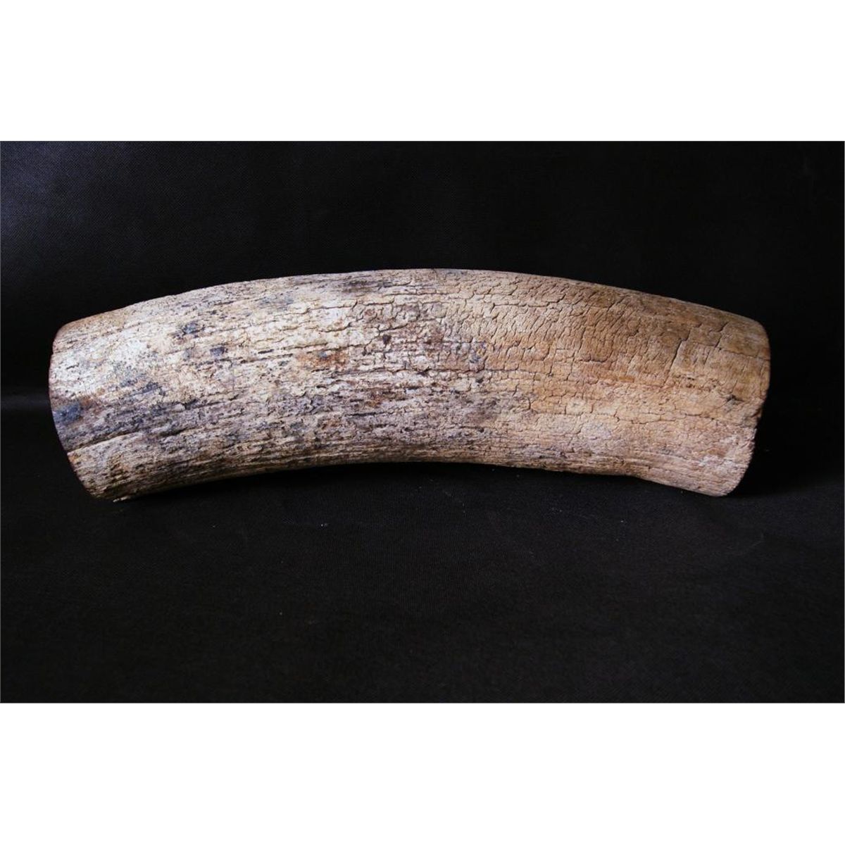 Pre historic "Mastodon" Petrified Ivory tusk