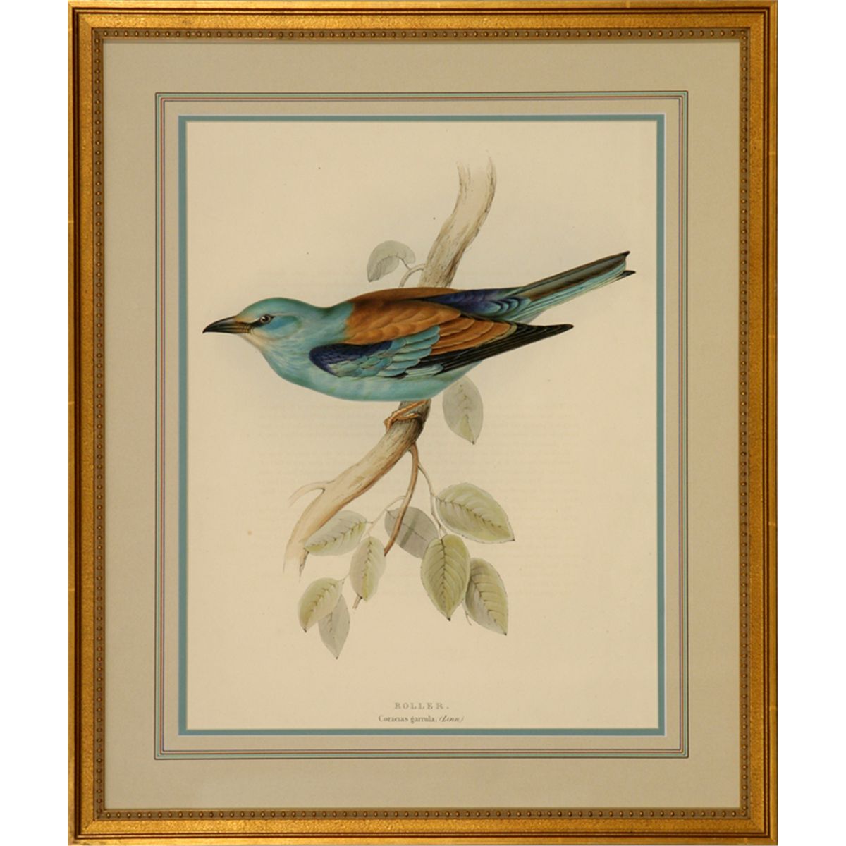 Hand colored bird lithograph