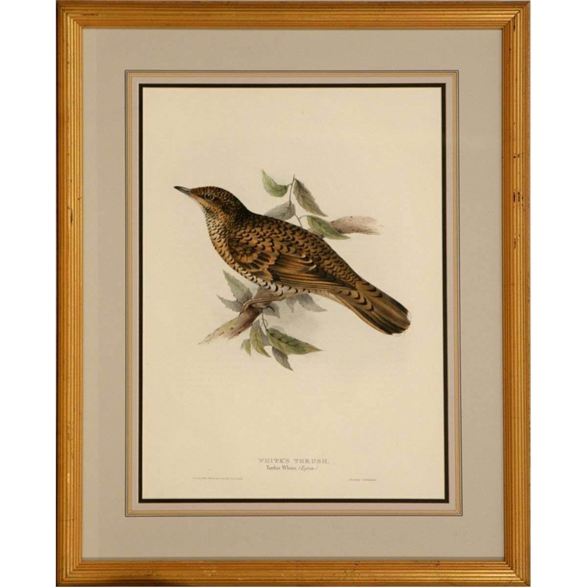 Gould hand colored lithograph