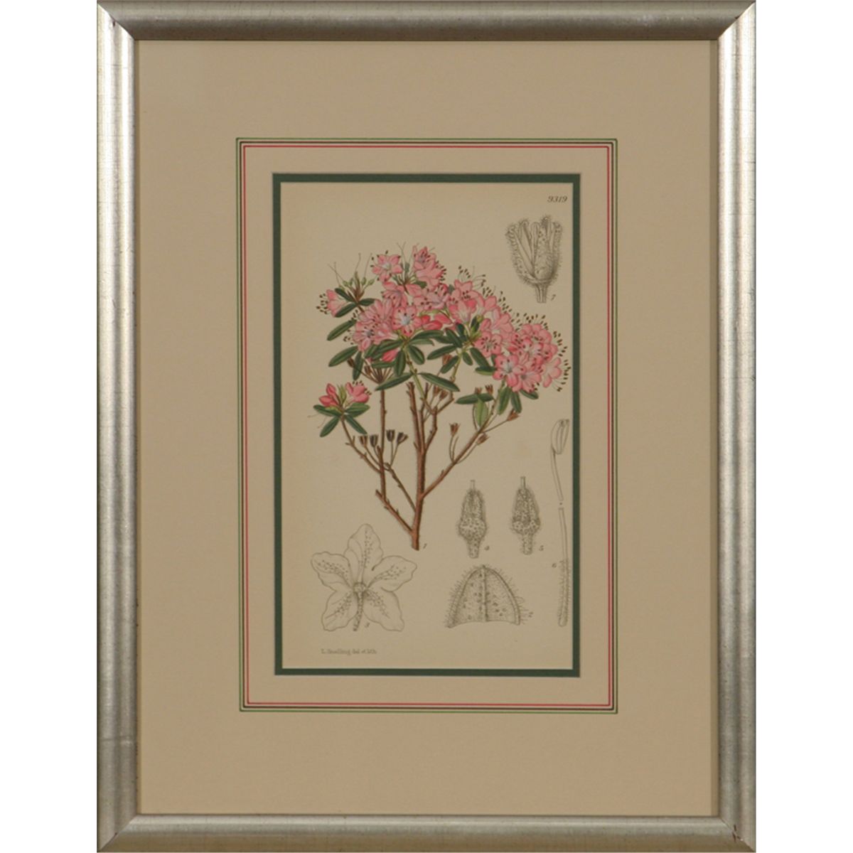 Snelling Botanical Lithograph