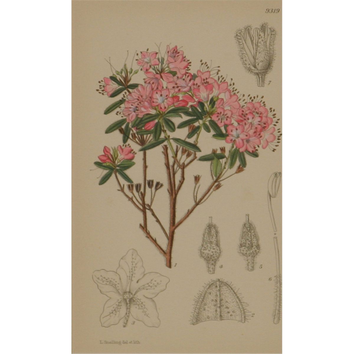 Snelling Botanical Lithograph