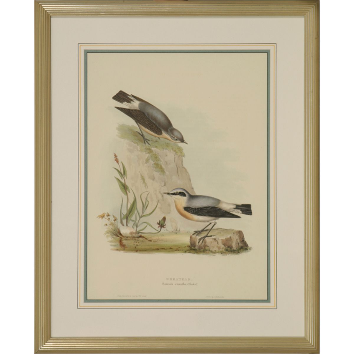 Gould hand colored lithograph