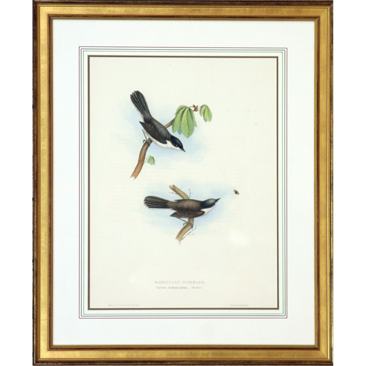 John Gould, Hand Colored Lithograph