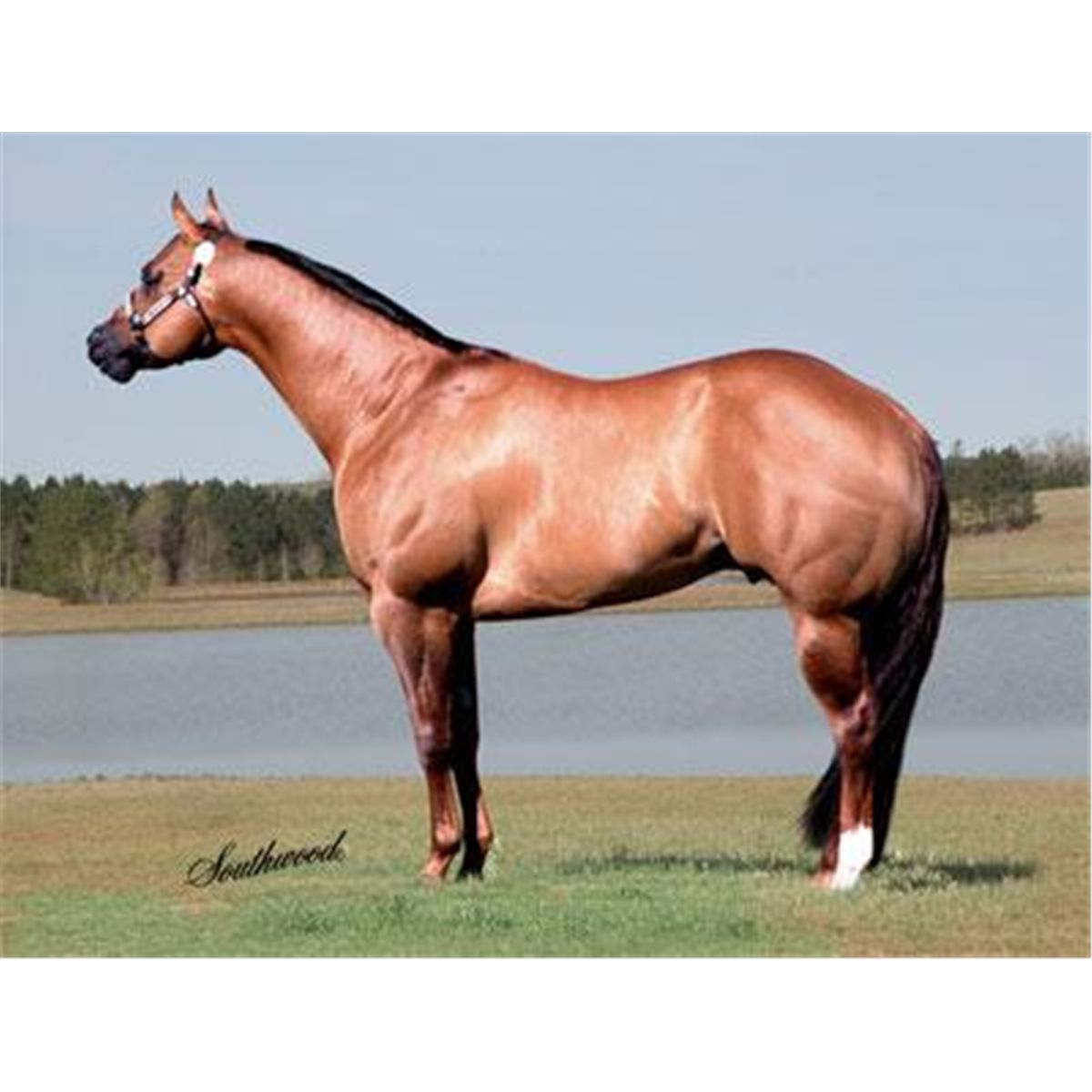 Mr Dun Promised - 05 Dun AQHA / IBHA / ABRA Stallion