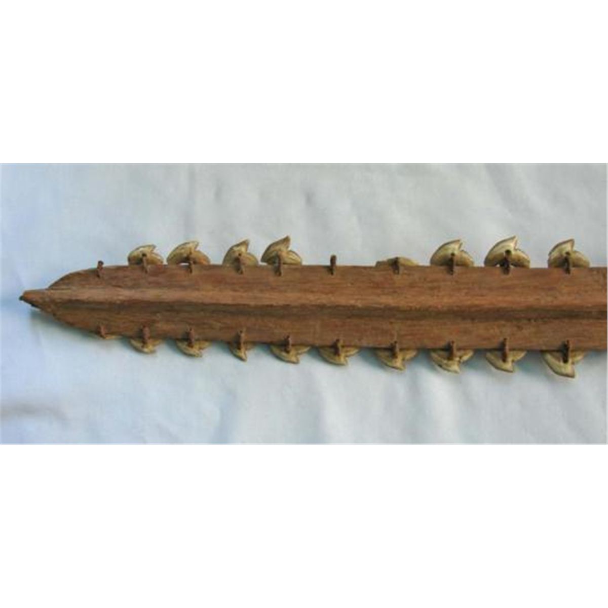Extremely rare African native sharks teeth sword