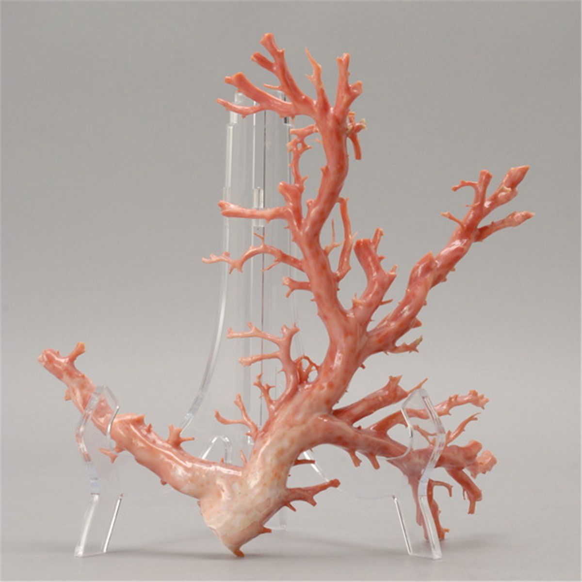 A Large Pink Coral Branch*