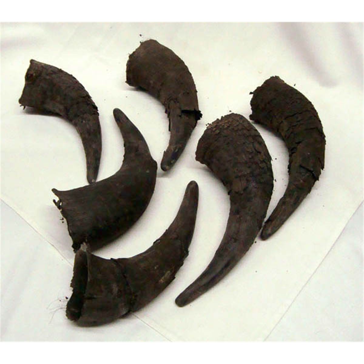 Six American Bison Horn Caps