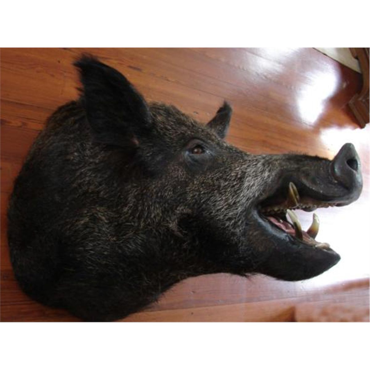 MWF1229 BLACK RUSSIAN WILD BOAR W 16in D 28in Shoulde