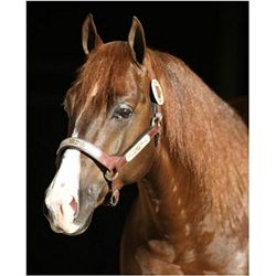 AUTUMN ACRE - Sorrel AQHA Stallion