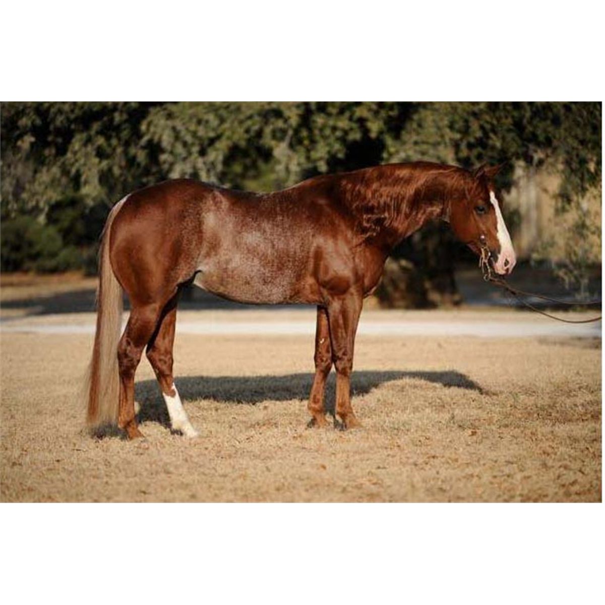 CATTY HAWK - 2005 Sorrel AQHA Stallion
