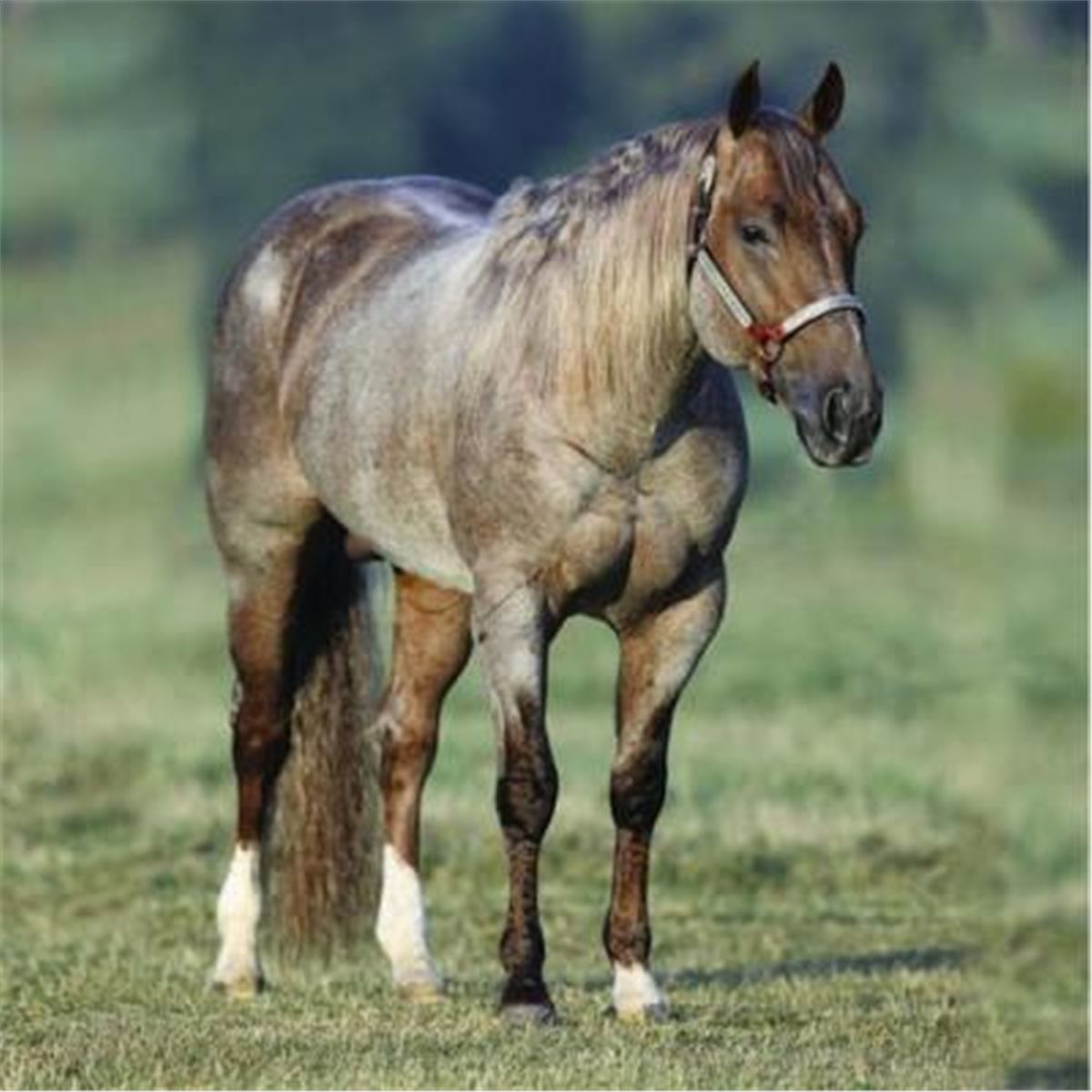METALLIC CAT - Sorrel AQHA Stallion