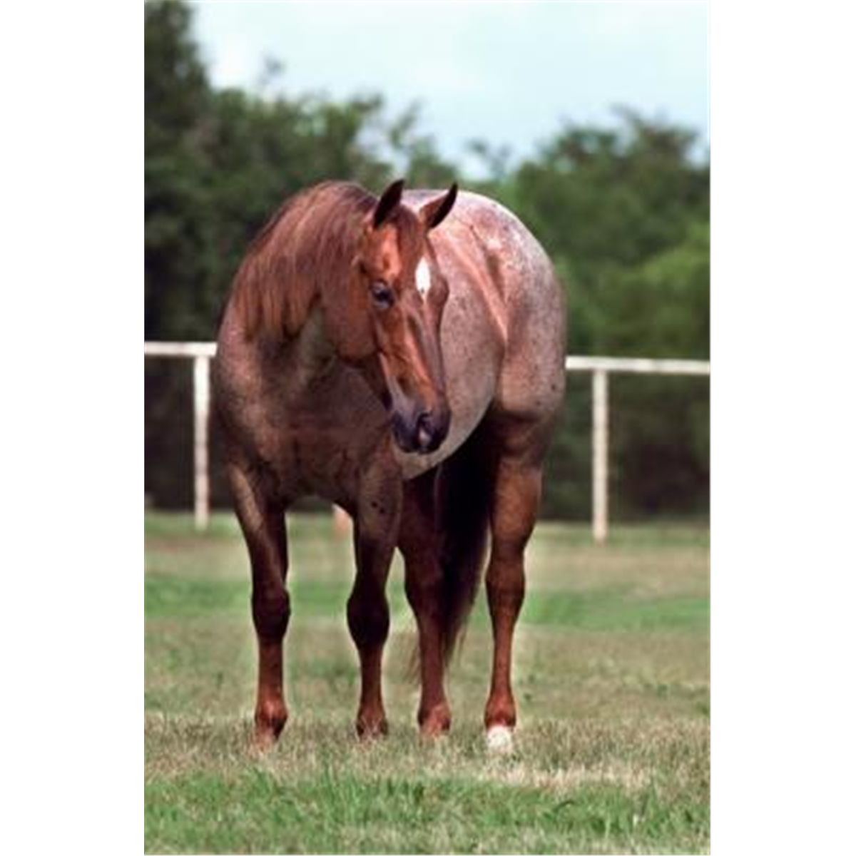 PEEKA PEP - Sorrel AQHA Stallion