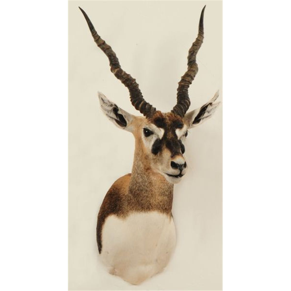 Black Buck Shoulder Mount