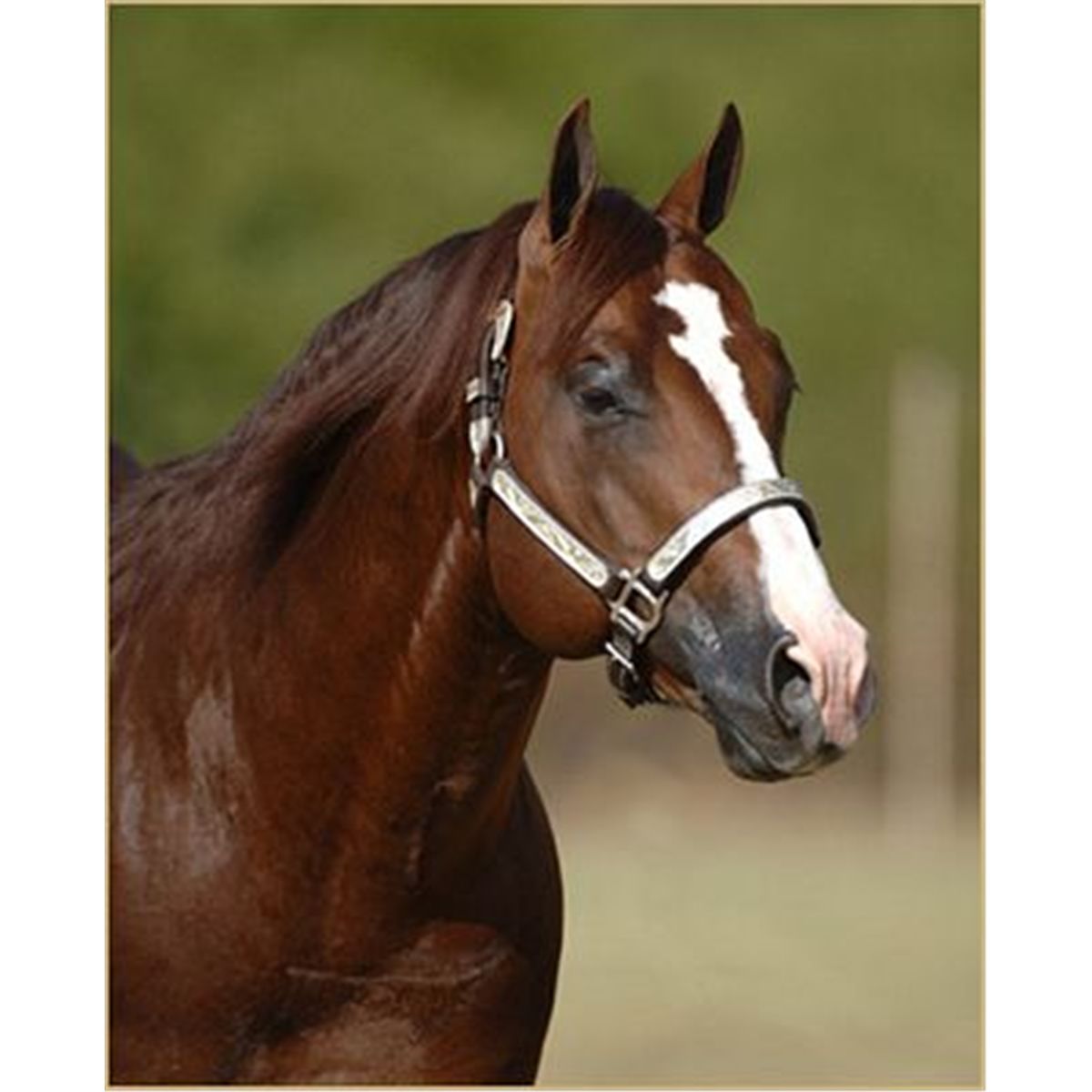 Cats Merada - 1999 Sorrel AQHA Stallion