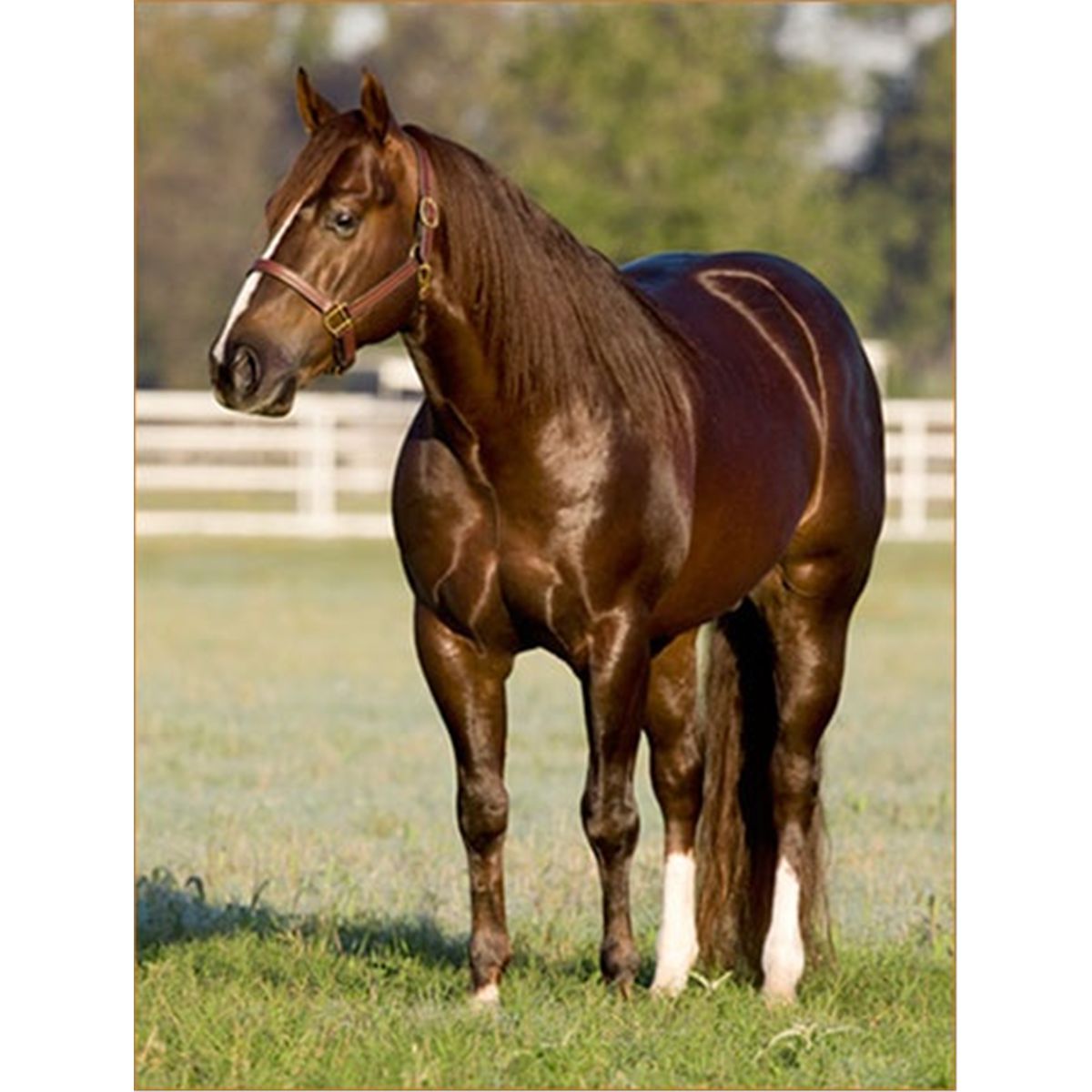 Third Cutting - 2005 Sorrel AQHA Stallion