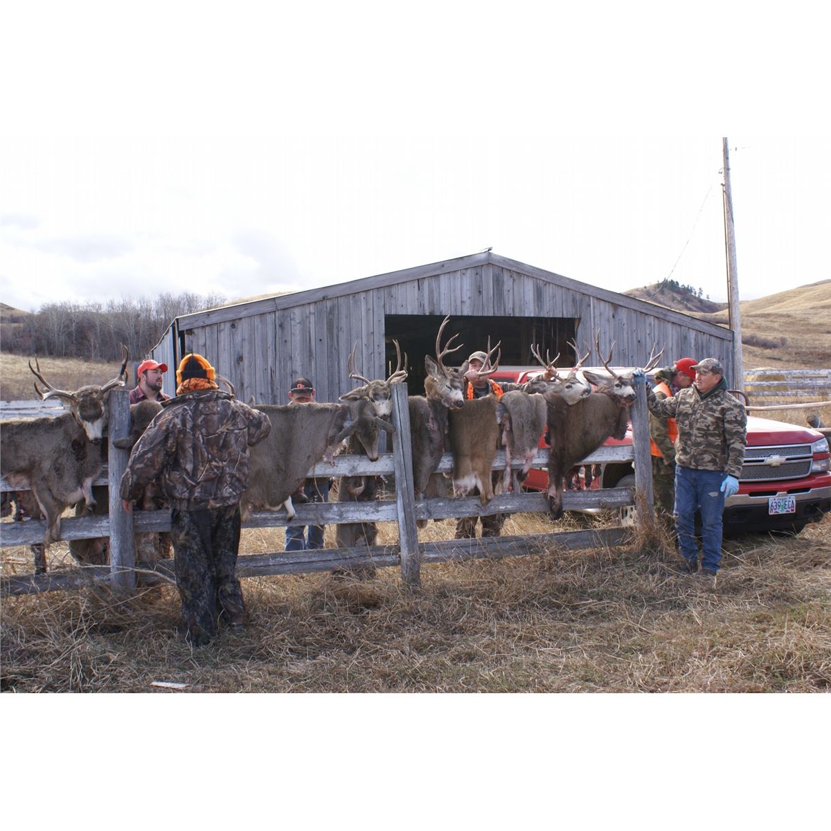 5 DAY DEER RIFLE HUNT - Rocky Boy Reservation - North Central Montana
