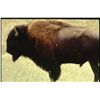 2 Day Trophy Buffalo Hunt Package - Lower Brule Sioux Reservation ...