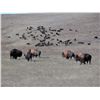 2 Day Trophy Buffalo Hunt Package - Lower Brule Sioux Reservation ...