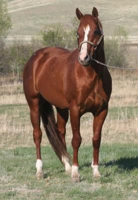 Sugar Cattin Leo - 2004 Sorrel AQHA Stallion