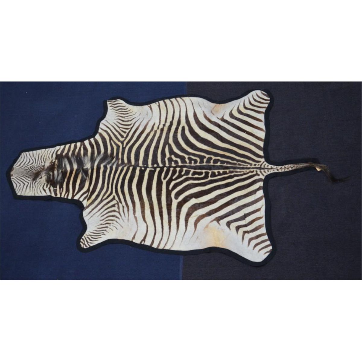 Large Zebra skin rug approx. 5 feet by 8 feet in overall very good ...