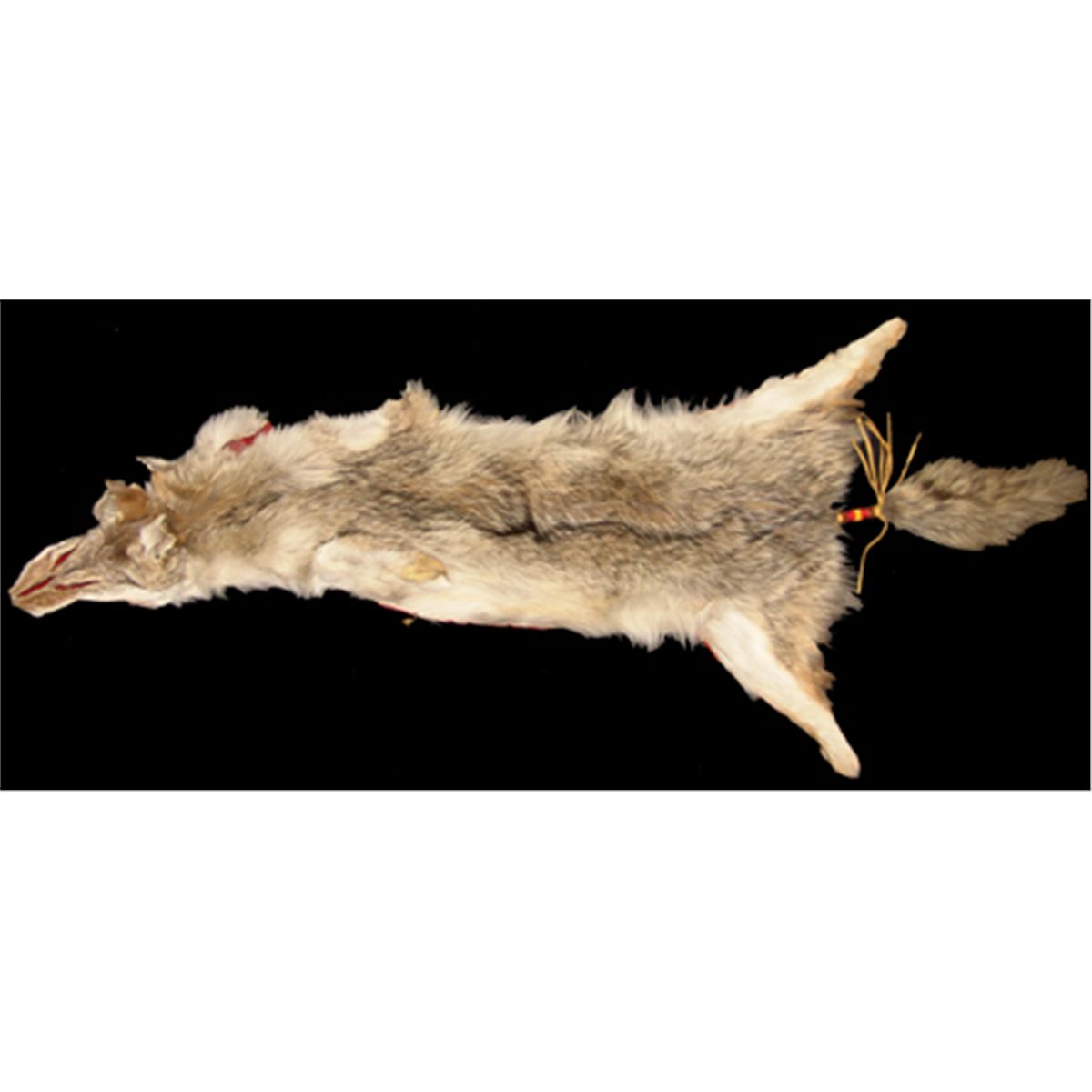 Cherokee Coyote Sash