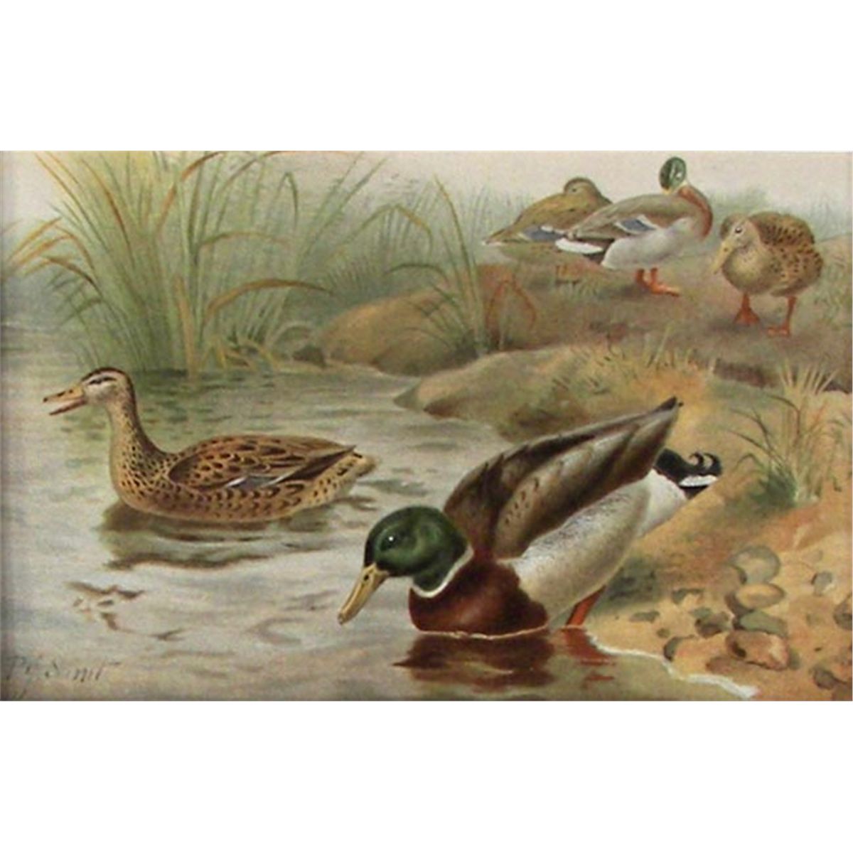P.J. Smit Chromolithograph "Wild Duck"
