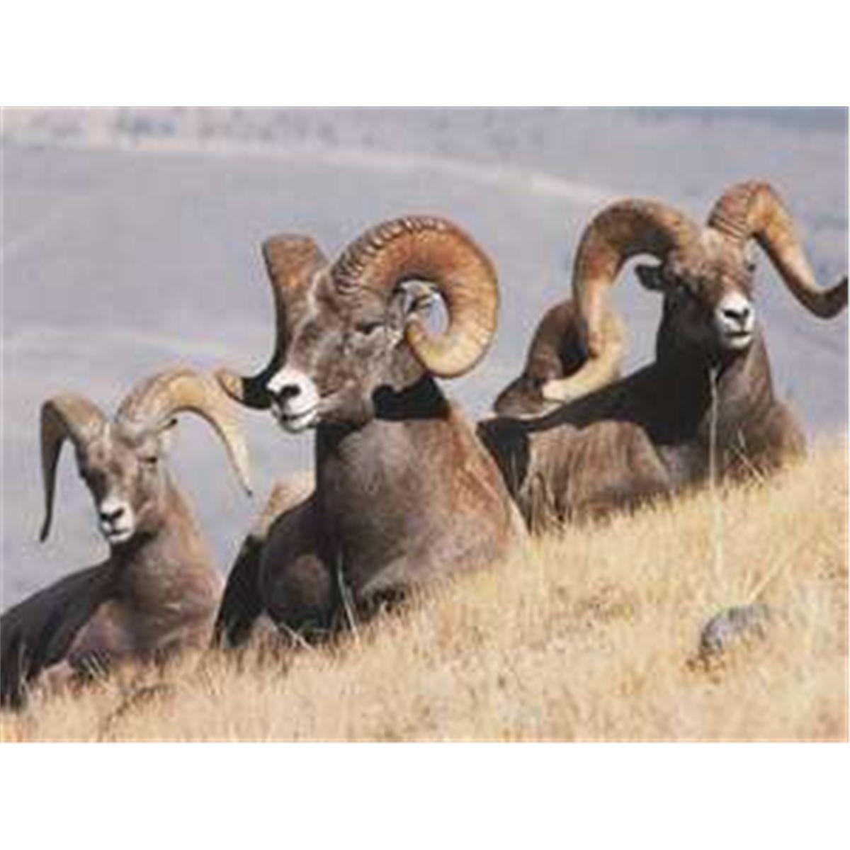 Grand Slam – Four North American Wild Sheep for One Hunter