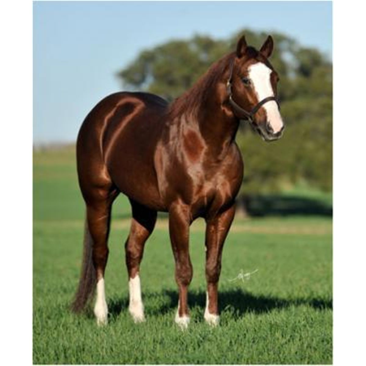 Dual R Smokin - 2005 Sorrel AQHA Stallion