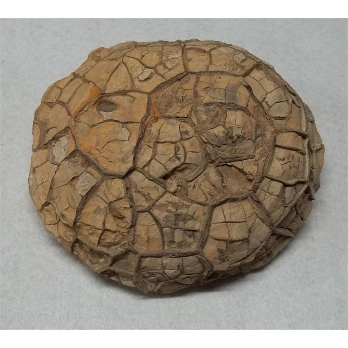 Fossil Dinosaur Coprolite