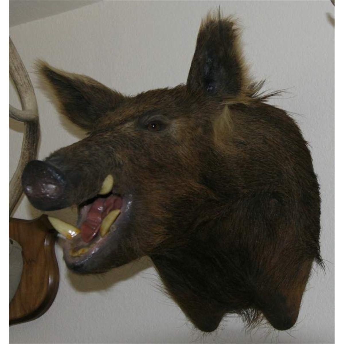 Javalina (wild pig) taxidermy mount Head mount
