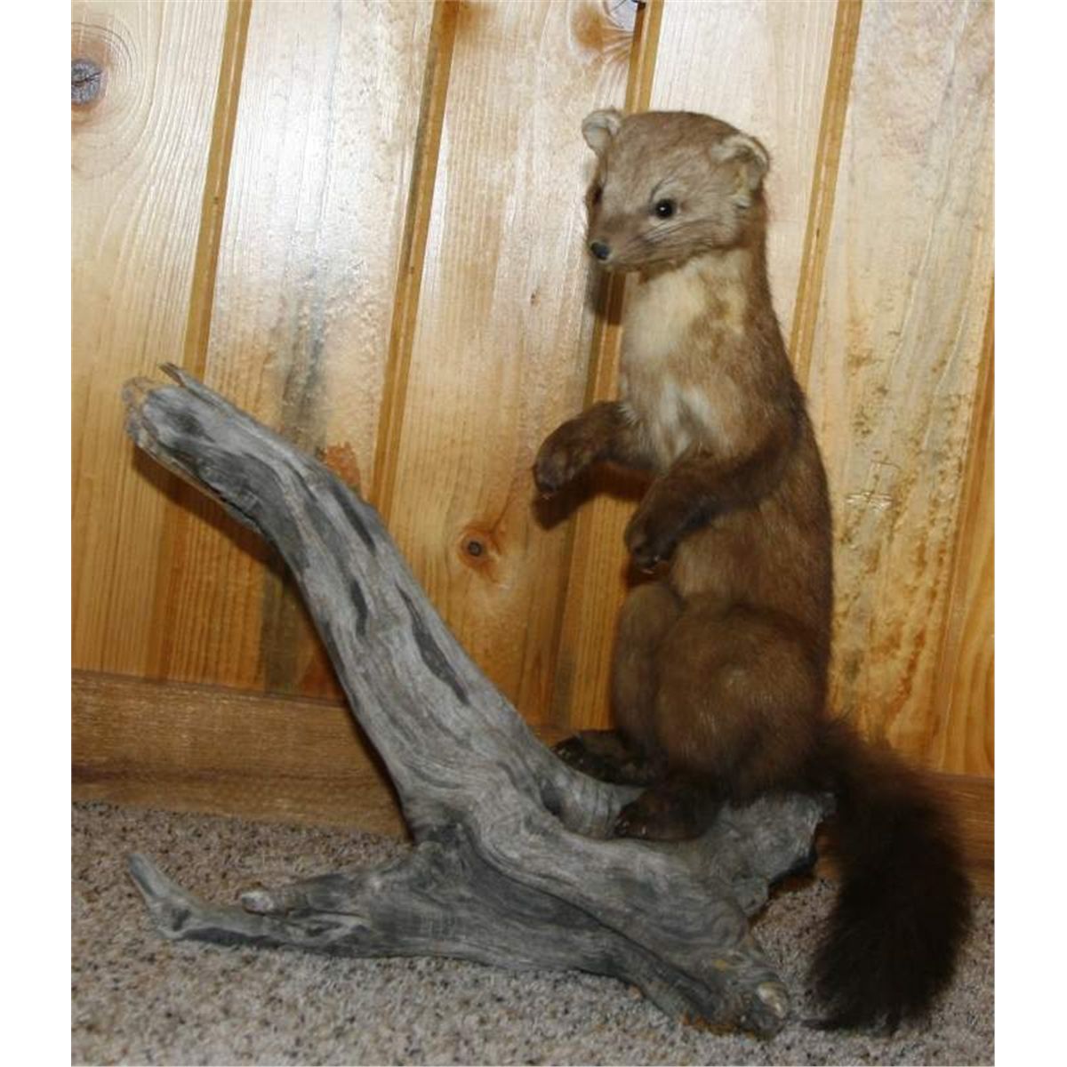 Mink? taxidermy mount Mounted to a branch for table/bar top display.