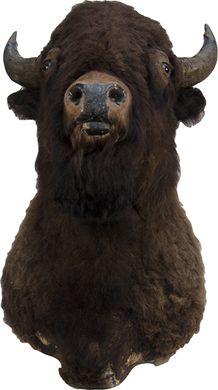 Stuffed Buffalo Head Wall Mount
