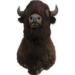 Stuffed Buffalo Head Wall Mount