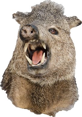 Javelina Stuffed Boar Head